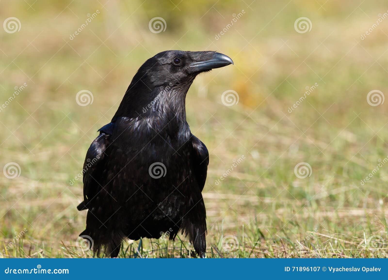 Raven sitting on the field stock image. Image of spring - 71896107