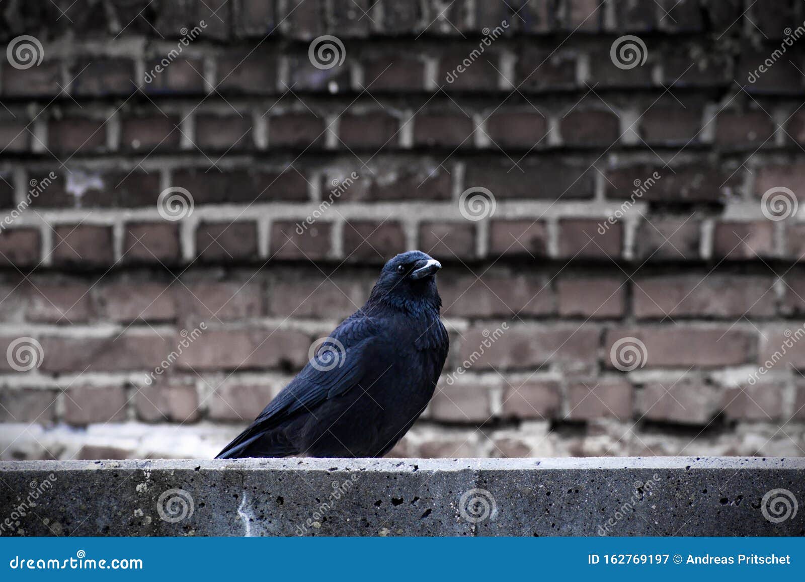 Raven Sitting in Front of Brick Wall Stock Image - Image of nothern ...