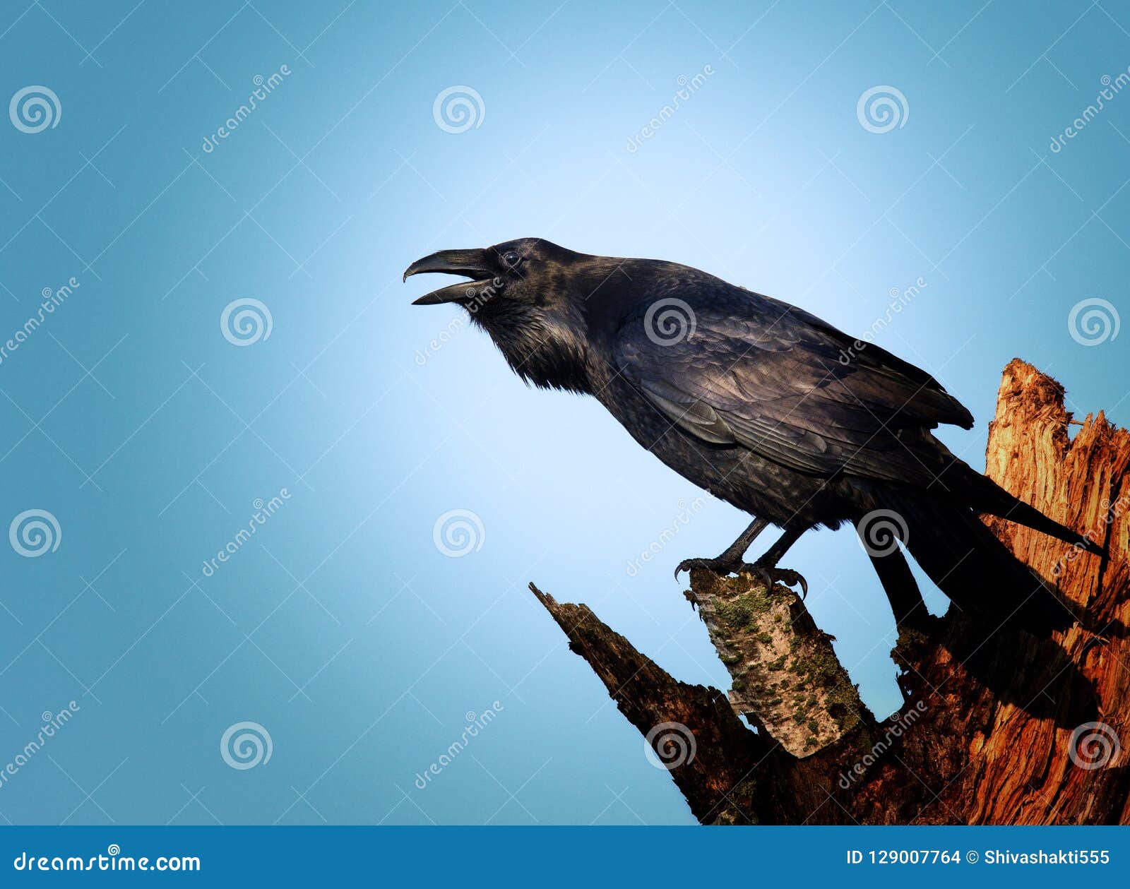 The raven stock photo. Image of tree, sitting, raven - 129007764