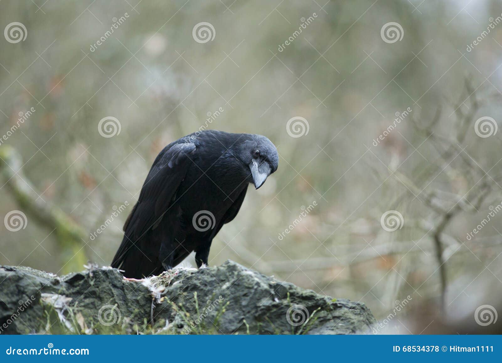 Raven stock photo. Image of wings, sitting, woods, side - 68534378