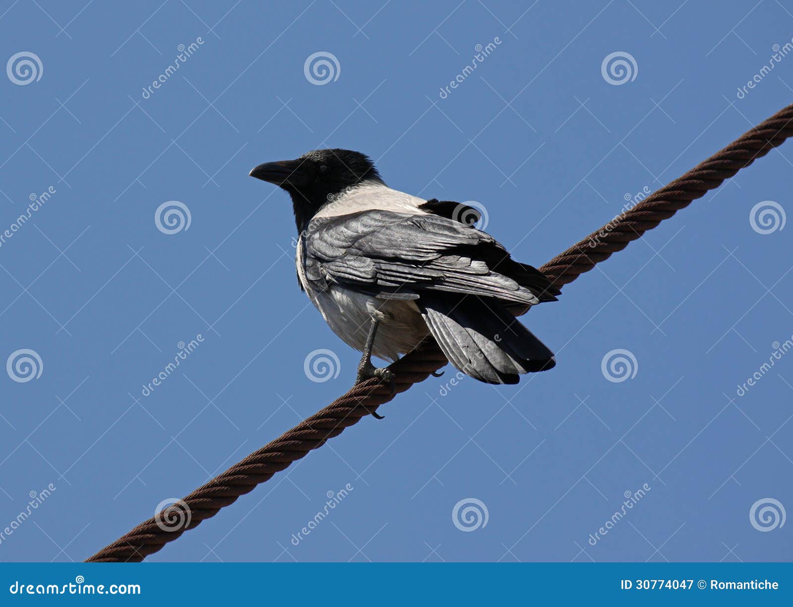 Raven sitting on rope stock image. Image of rope, cable - 30774047