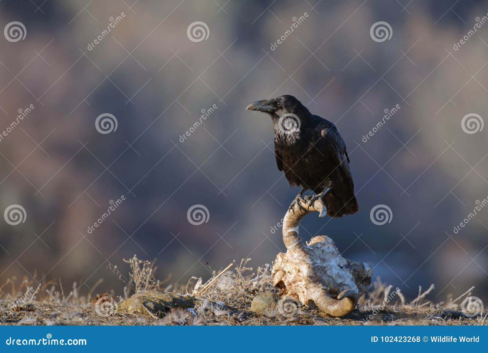 Raven Sitting on a Skull and is Looking Forward Stock Photo - Image of ...