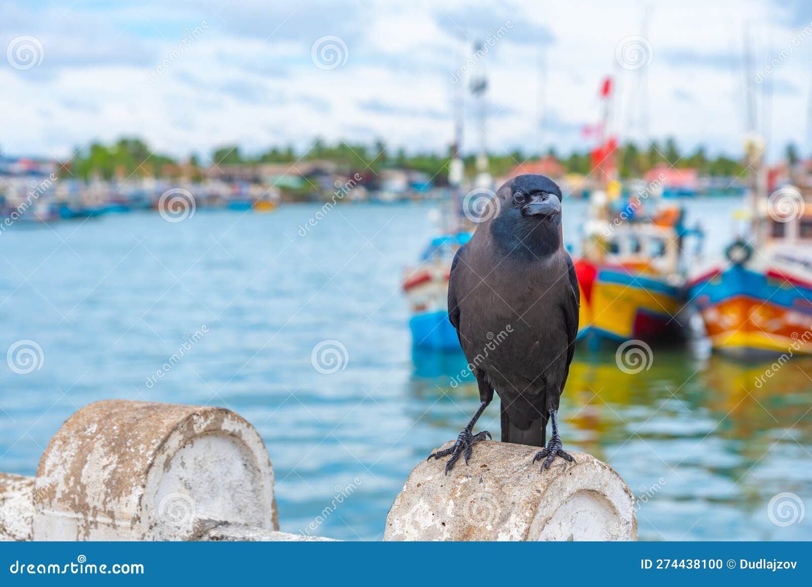 Raven Sitting on a Stone at Negombo Port Stock Photo - Image of crow ...