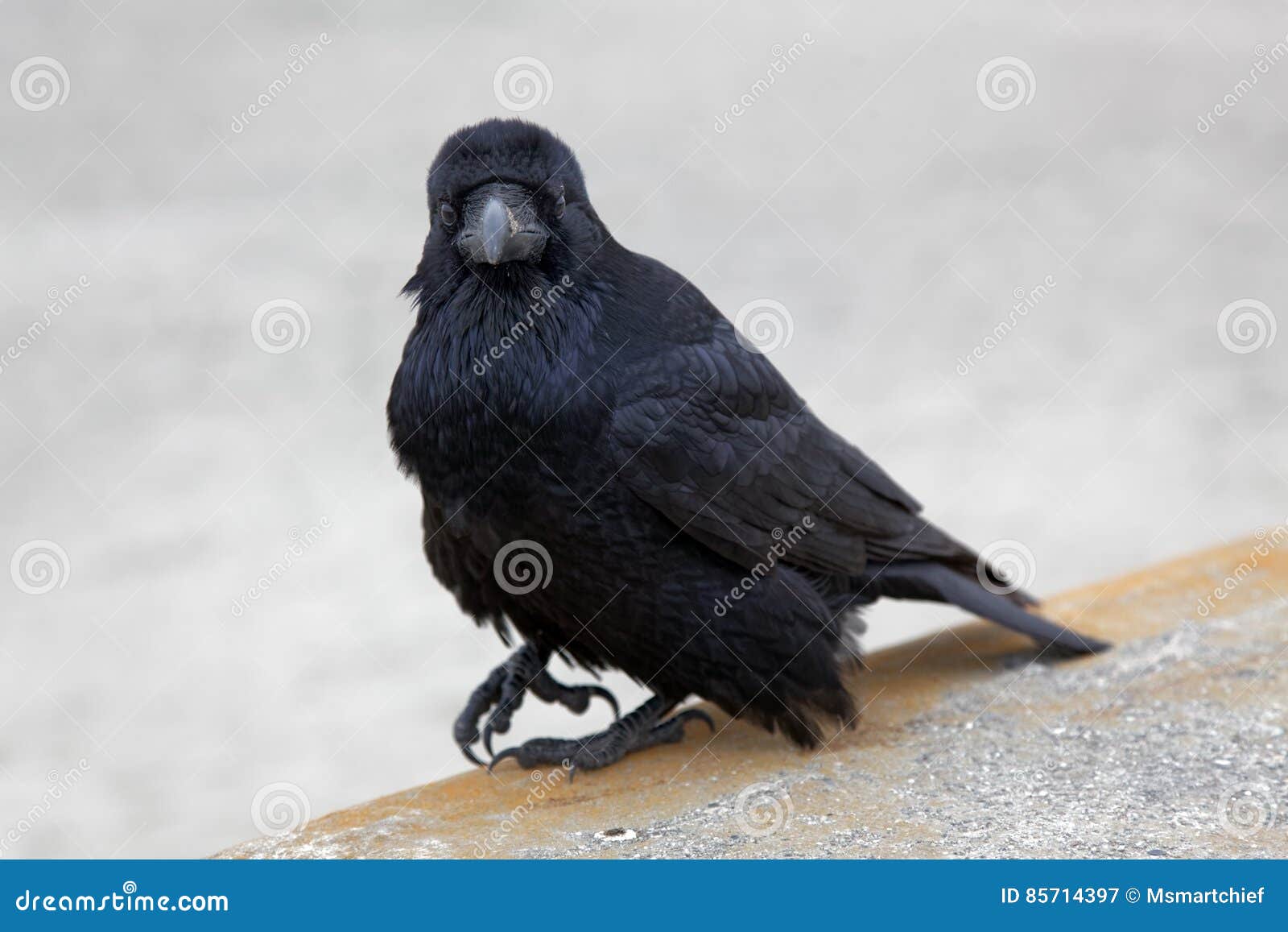 Raven stock image. Image of smart, corax, standing, intelligent - 85714397