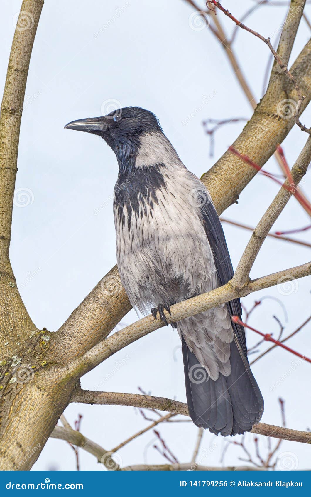 Raven Sitting on a Tree Branch Stock Photo - Image of dark, ornithology ...