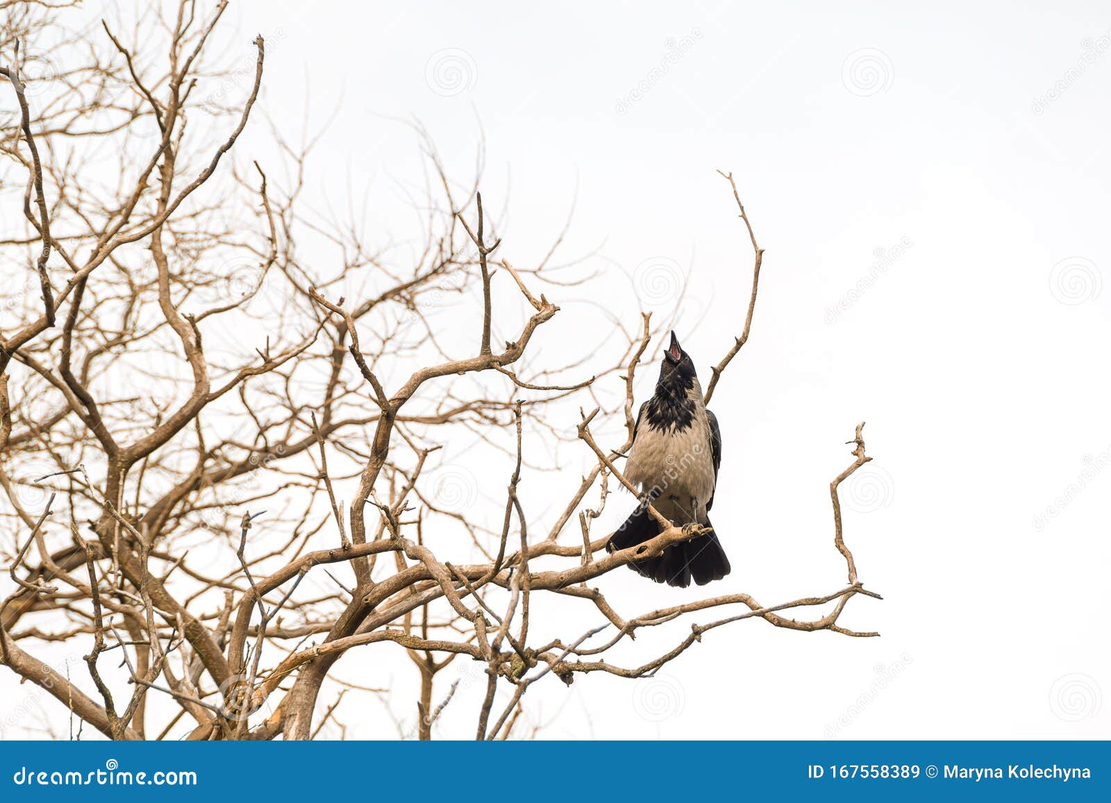 Raven Sitting on a Tree without Leaves 库存图片 - 图片 包括有 黑暗, 外套: 167558389