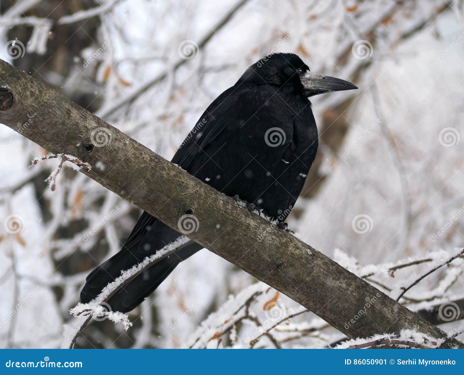 Raven Sitting on Tree in Snowfall Stock Image - Image of branch, beak ...