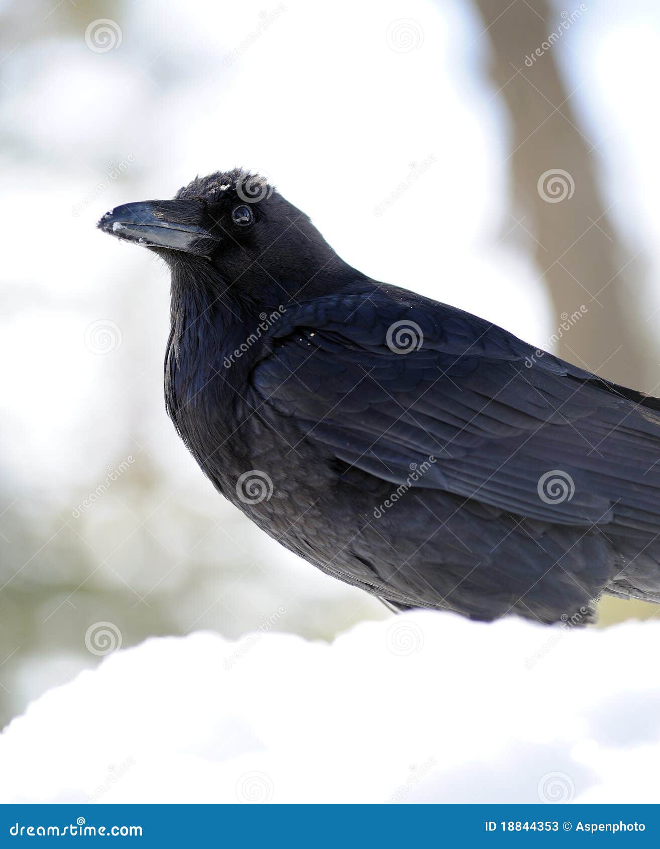 Raven in the snow stock image. Image of bird, winter - 18844353