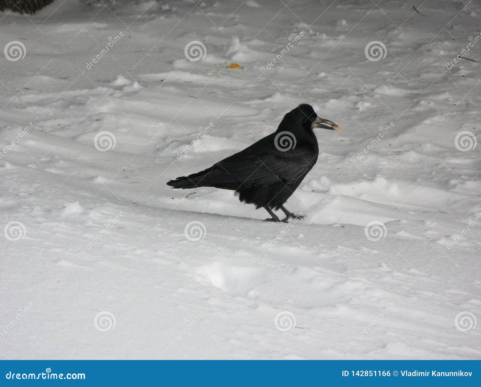 Raven on snow stock photo. Image of shot, crow, calm - 142851166