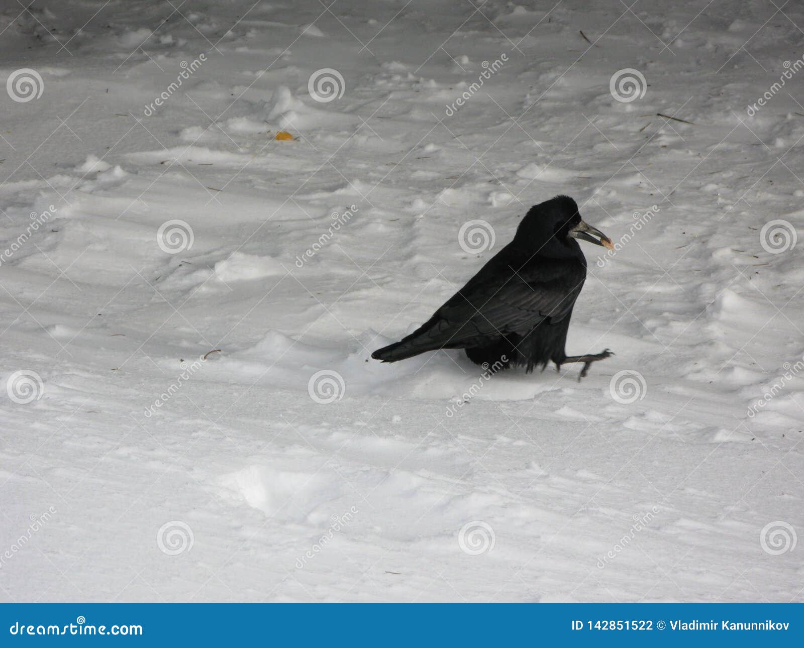 Raven on snow stock photo. Image of raven, cold, frost - 142851522