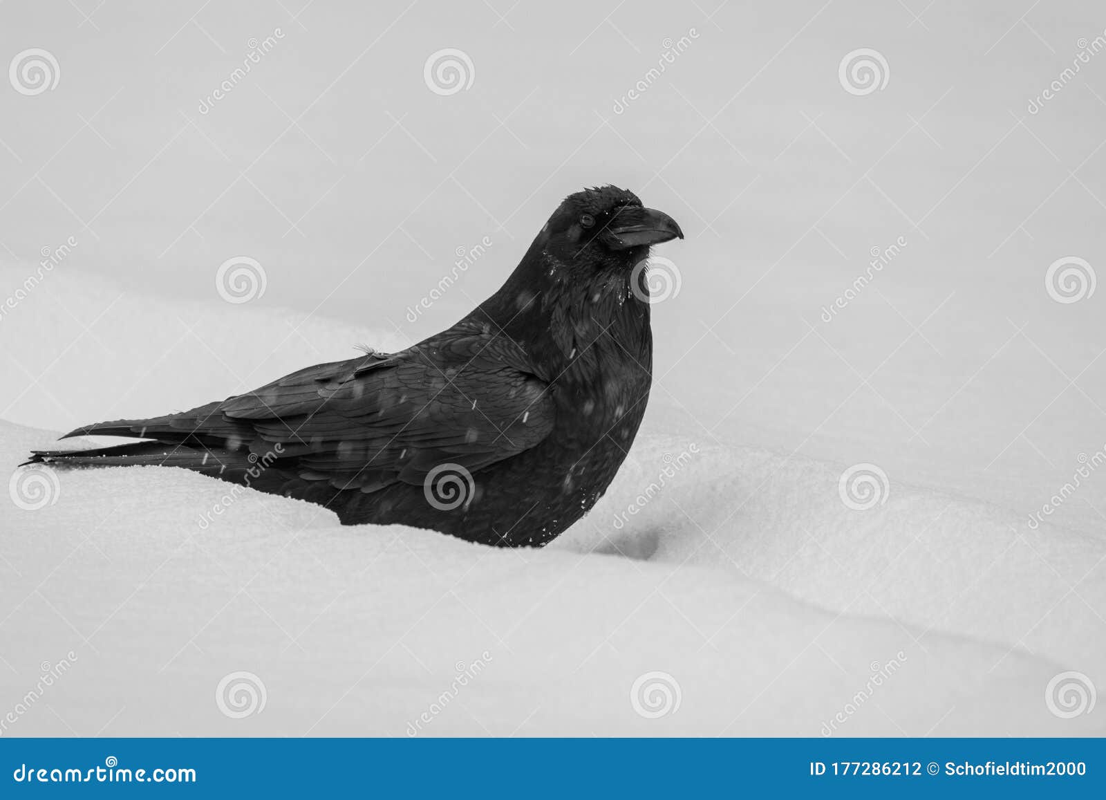 Raven in Snow stock photo. Image of perched, wings, feather - 177286212