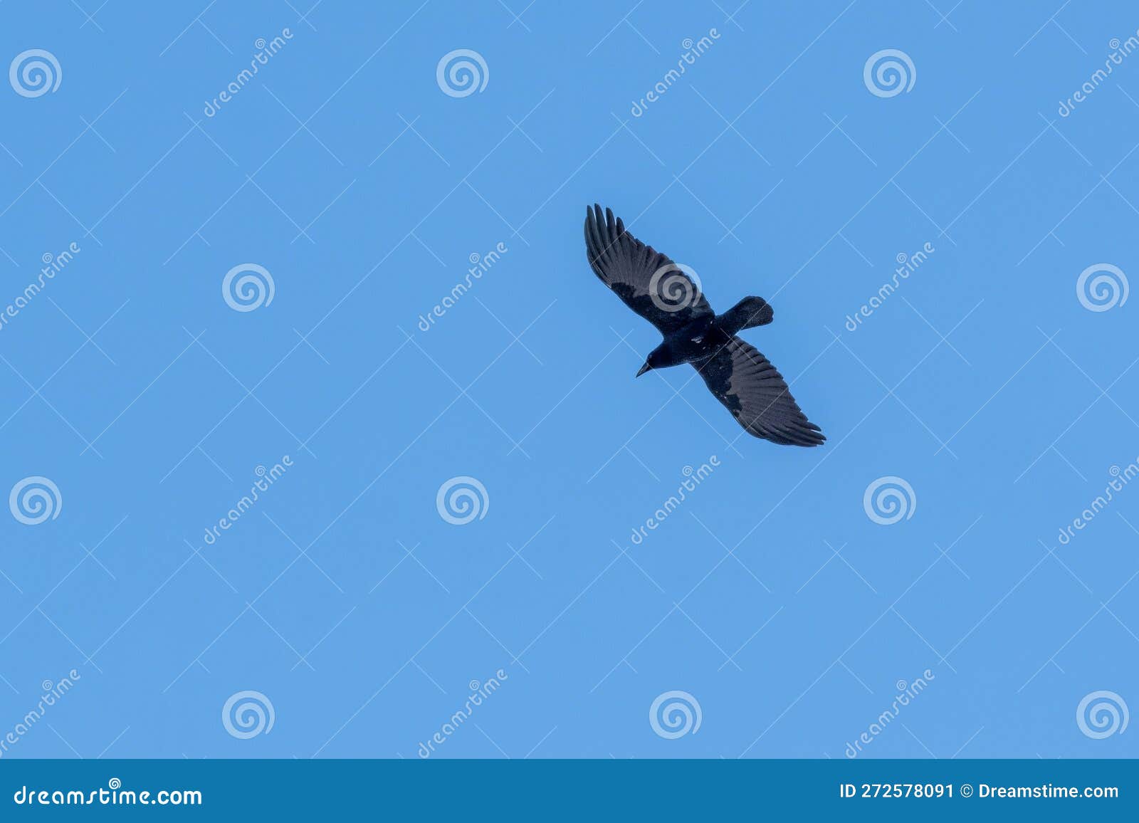 Raven Soaring Across a Bright Blue Sky Stock Image - Image of flight ...