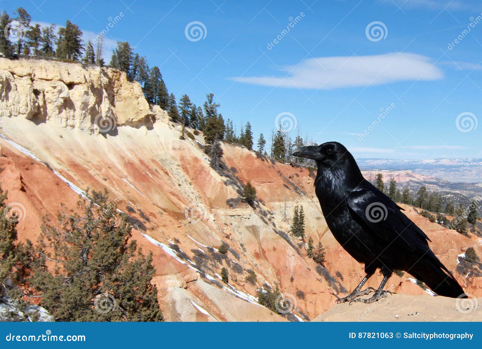Raven in southern Utah stock image. Image of hoodoo, hunting - 87821063