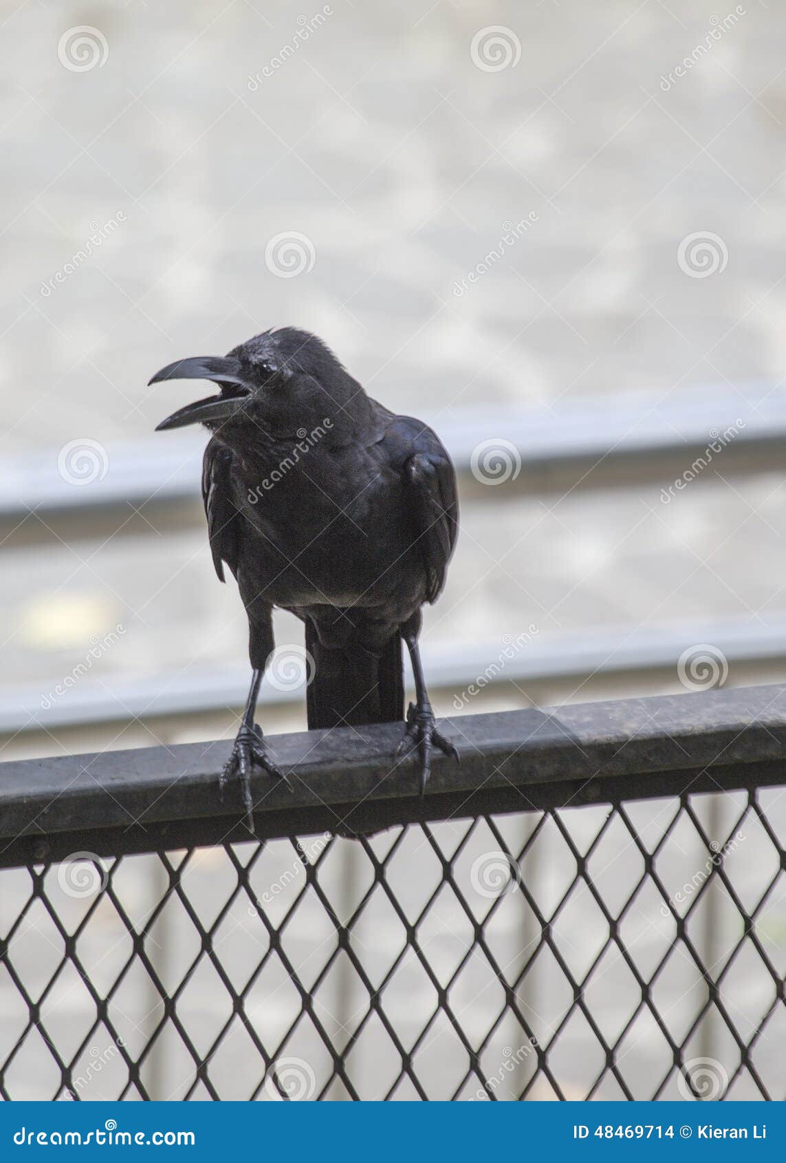 Raven stock photo. Image of copy, wildlife, ominous, raven - 48469714