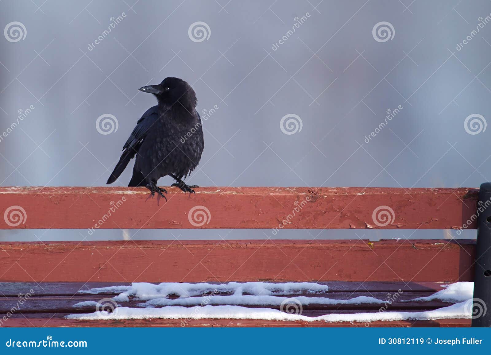 Raven standing on a bench stock image. Image of portrait - 30812119