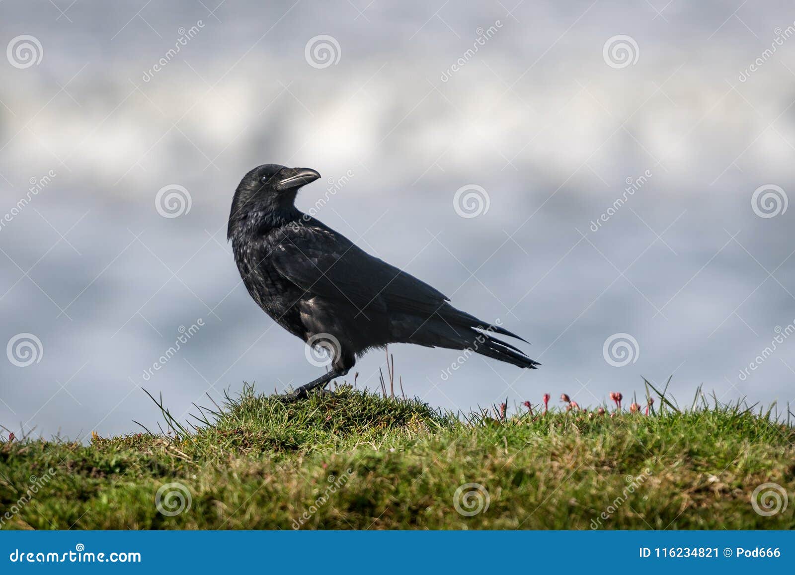 Raven Standing on a Cliff Top Stock Image - Image of bird, common ...