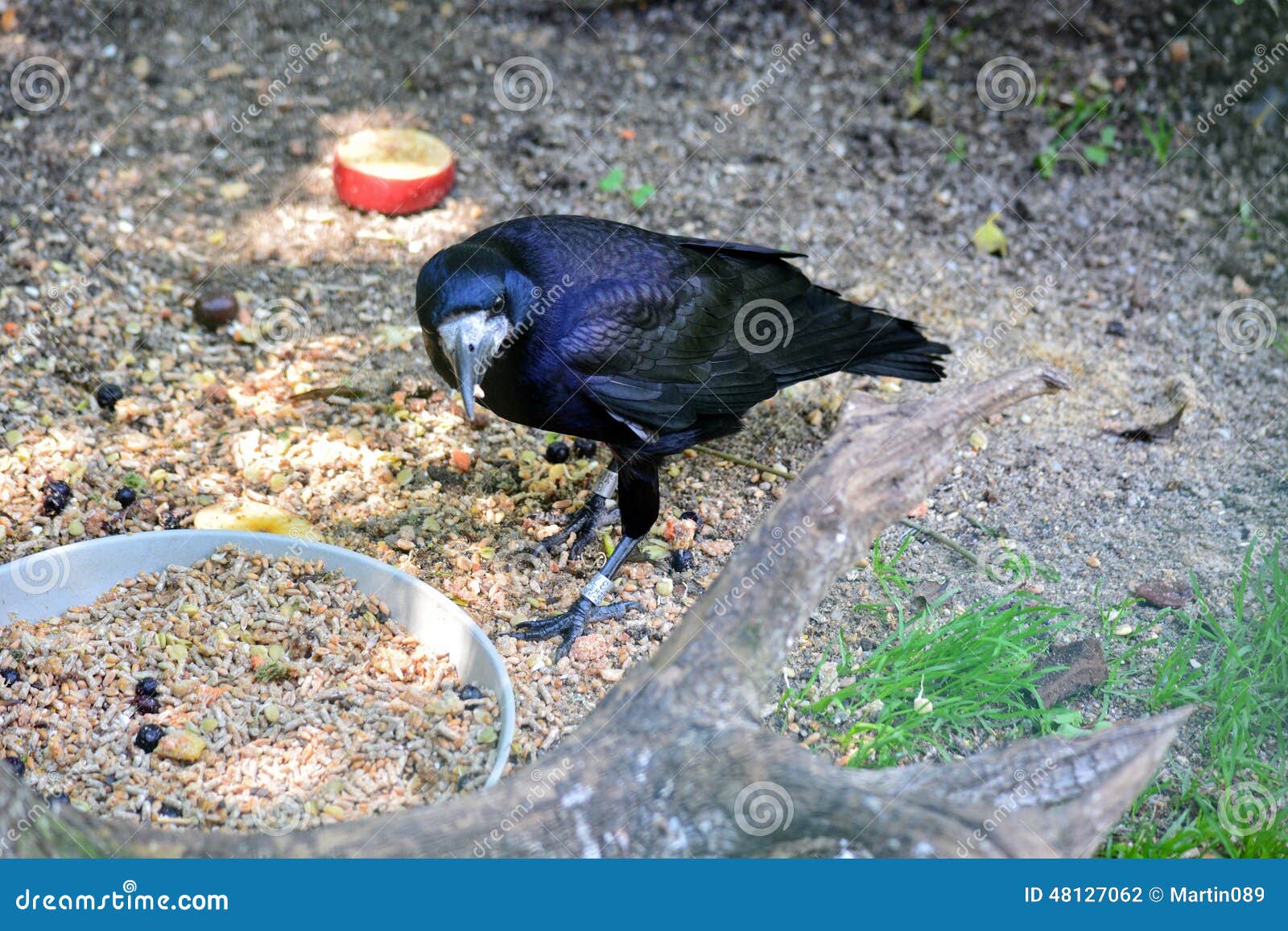 Raven stock photo. Image of corax, common, gape, omen - 48127062