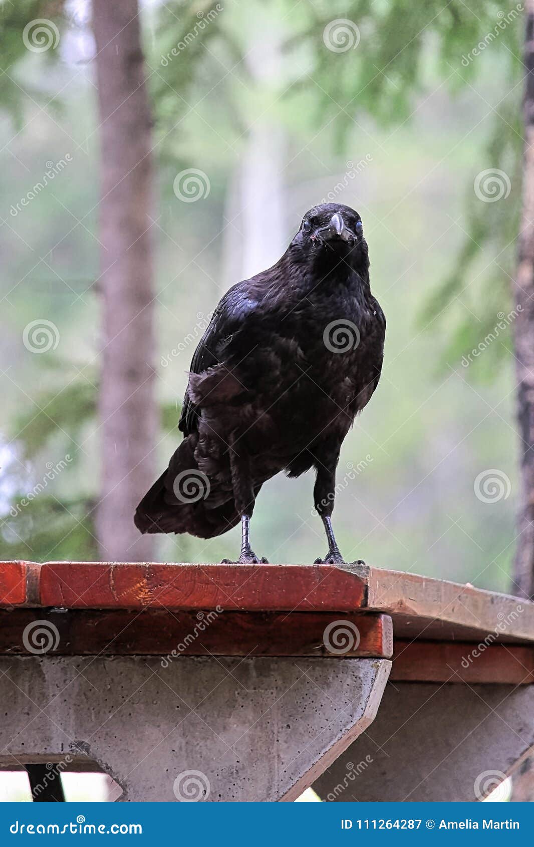 A Raven Standing on a Picnic Table Stock Image - Image of sinister ...