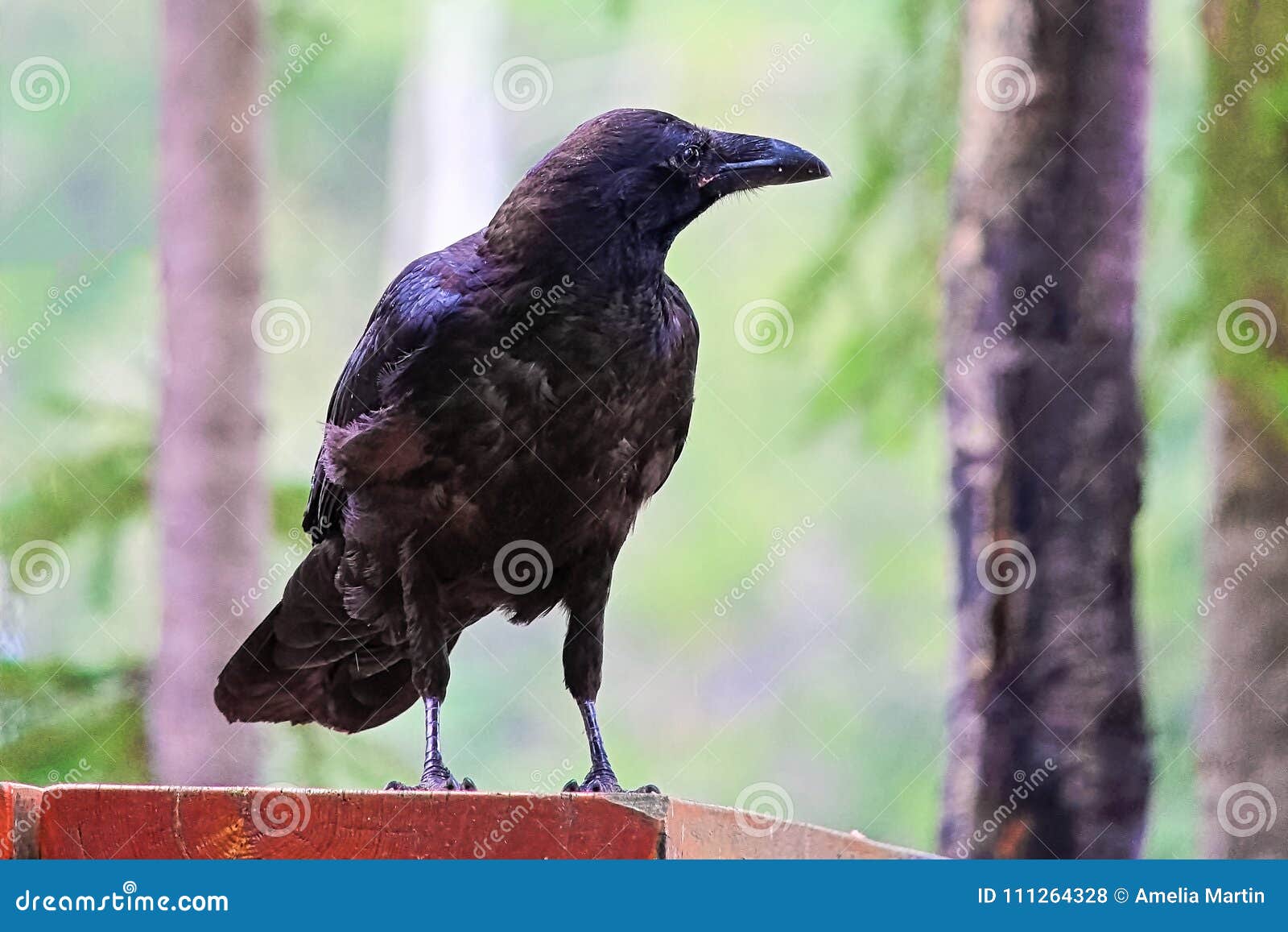 A Raven Standing on a Picnic Table Stock Photo - Image of scavenger ...