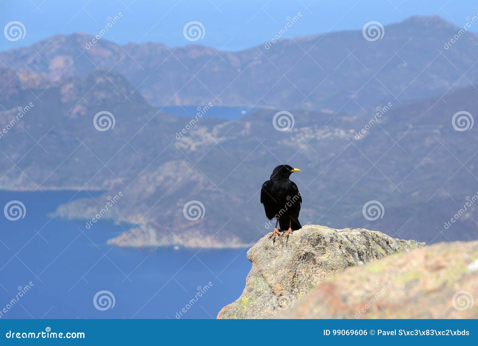 Raven Standing on a Rock Above the Sea Stock Photo - Image of cliff ...