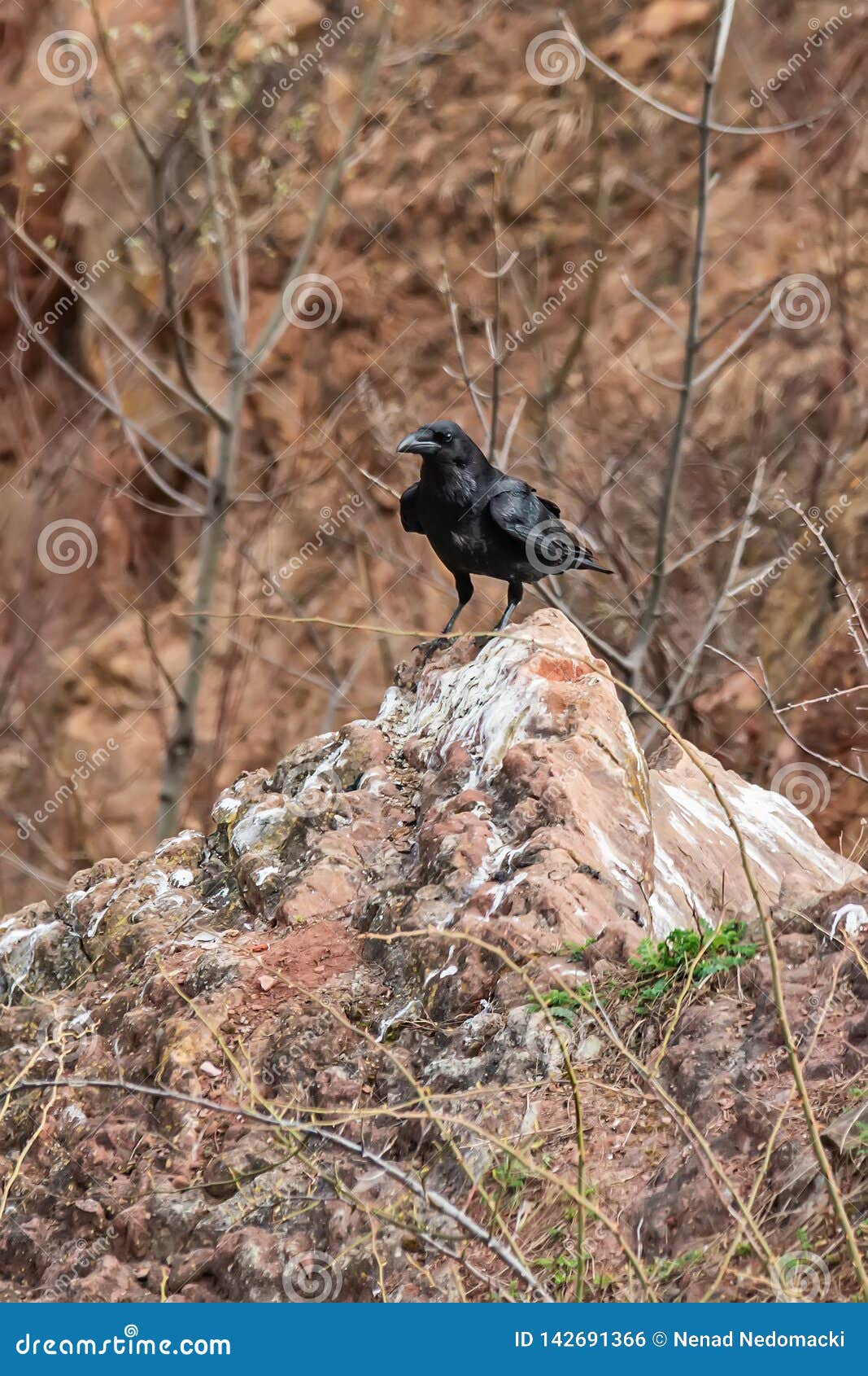 Raven stands on the rock stock photo. Image of color - 142691366