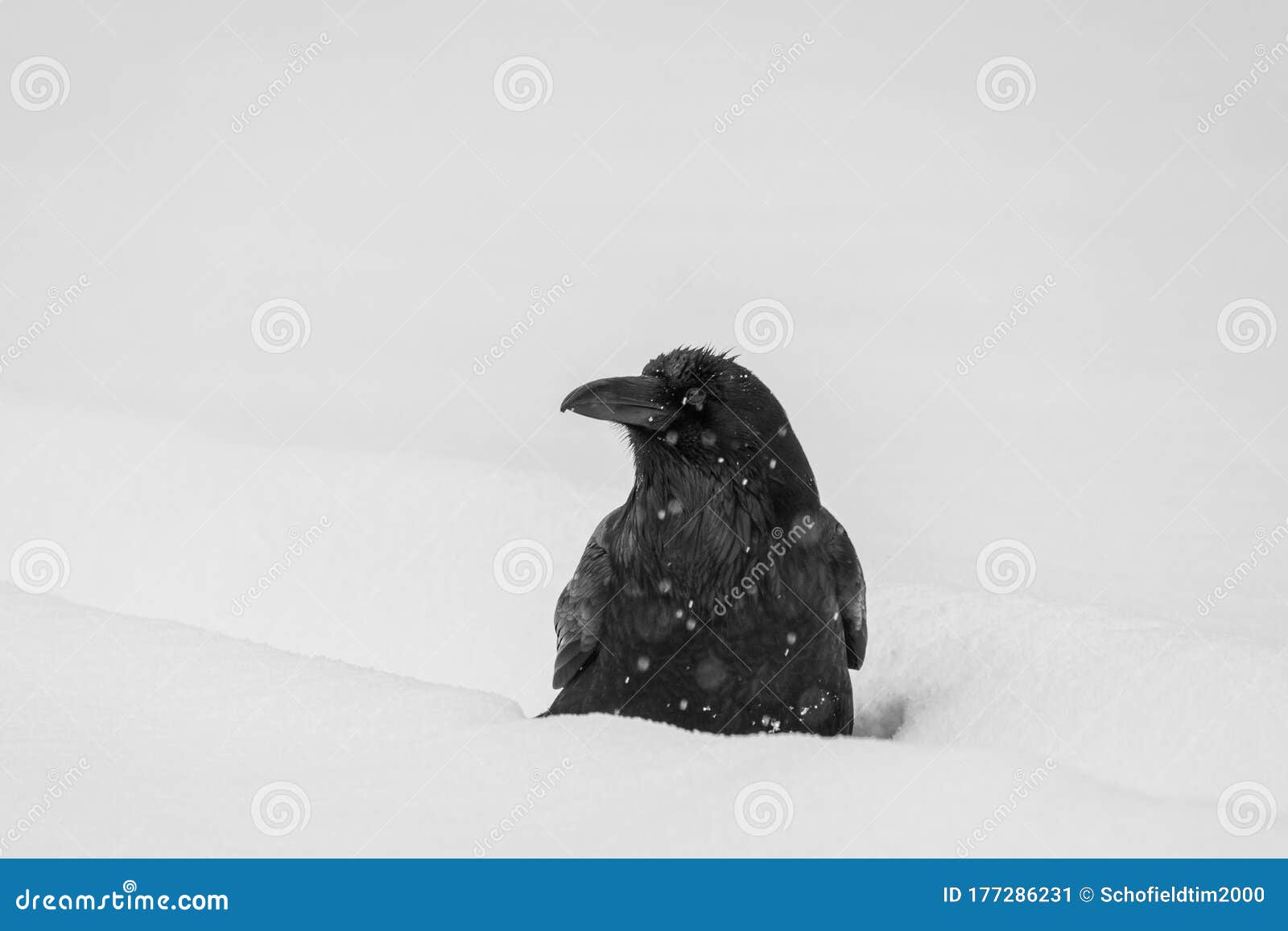 Raven in Snow stock image. Image of winter, teton, animal - 177286231