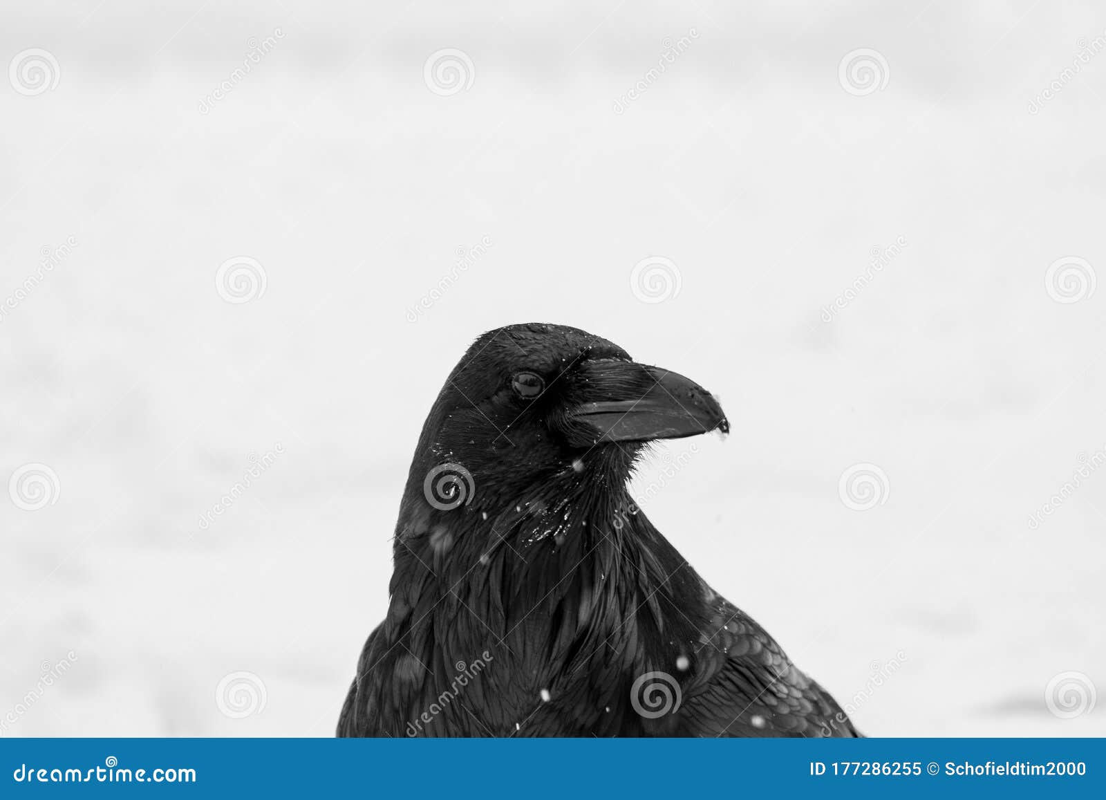 Raven in Snow stock image. Image of claw, nature, perched - 177286255