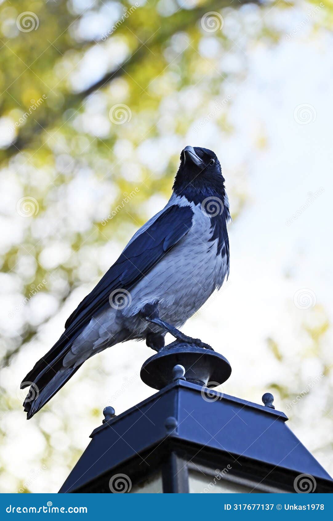 Raven on street light stock image. Image of light, streetlamp - 317677137