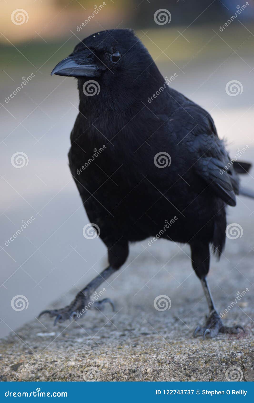 RAVEN , STRIKES a POSE stock image. Image of victoria - 122743737
