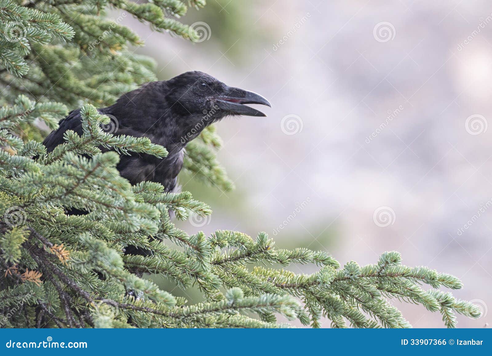 Raven sur un arbre photo stock. Image du jaune, oiseau - 33907366