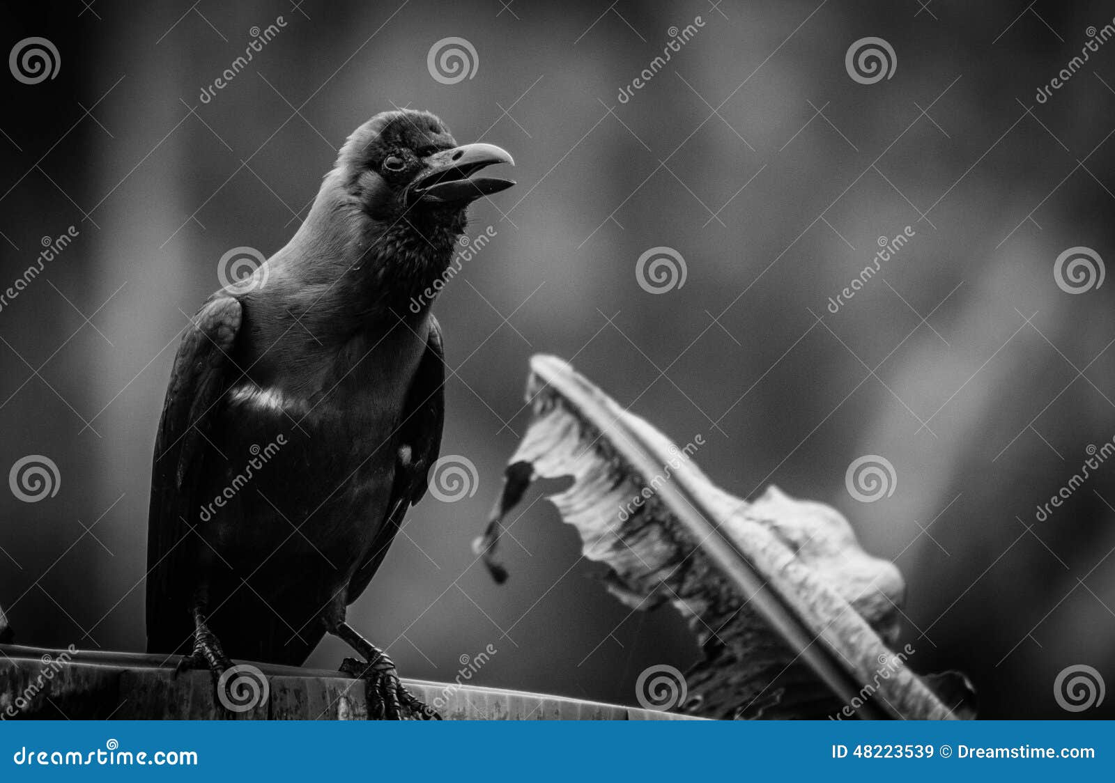 Raven stock image. Image of crow, fierce, death, demon - 48223539