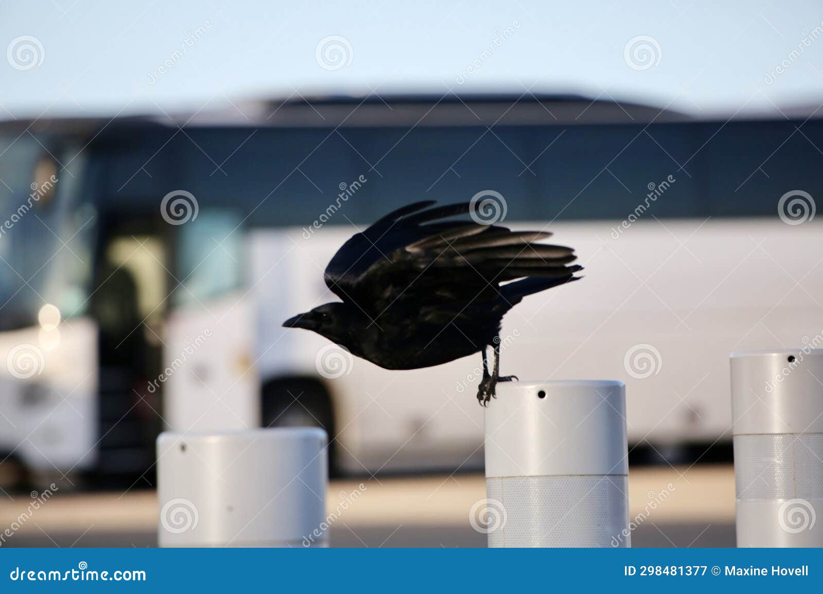 Raven Taking Off from a Post Stock Image - Image of post, corvus: 298481377