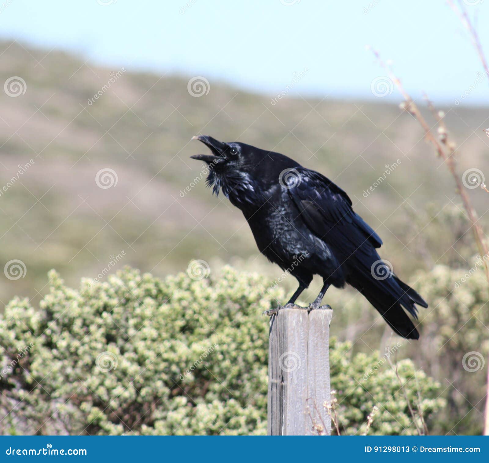 Raven Talking stock image. Image of squawks, black, gorgeous - 91298013