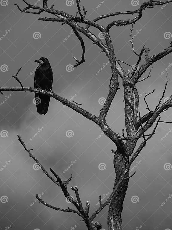 Raven on a tree stock image. Image of fear, horror, mystic - 16820755