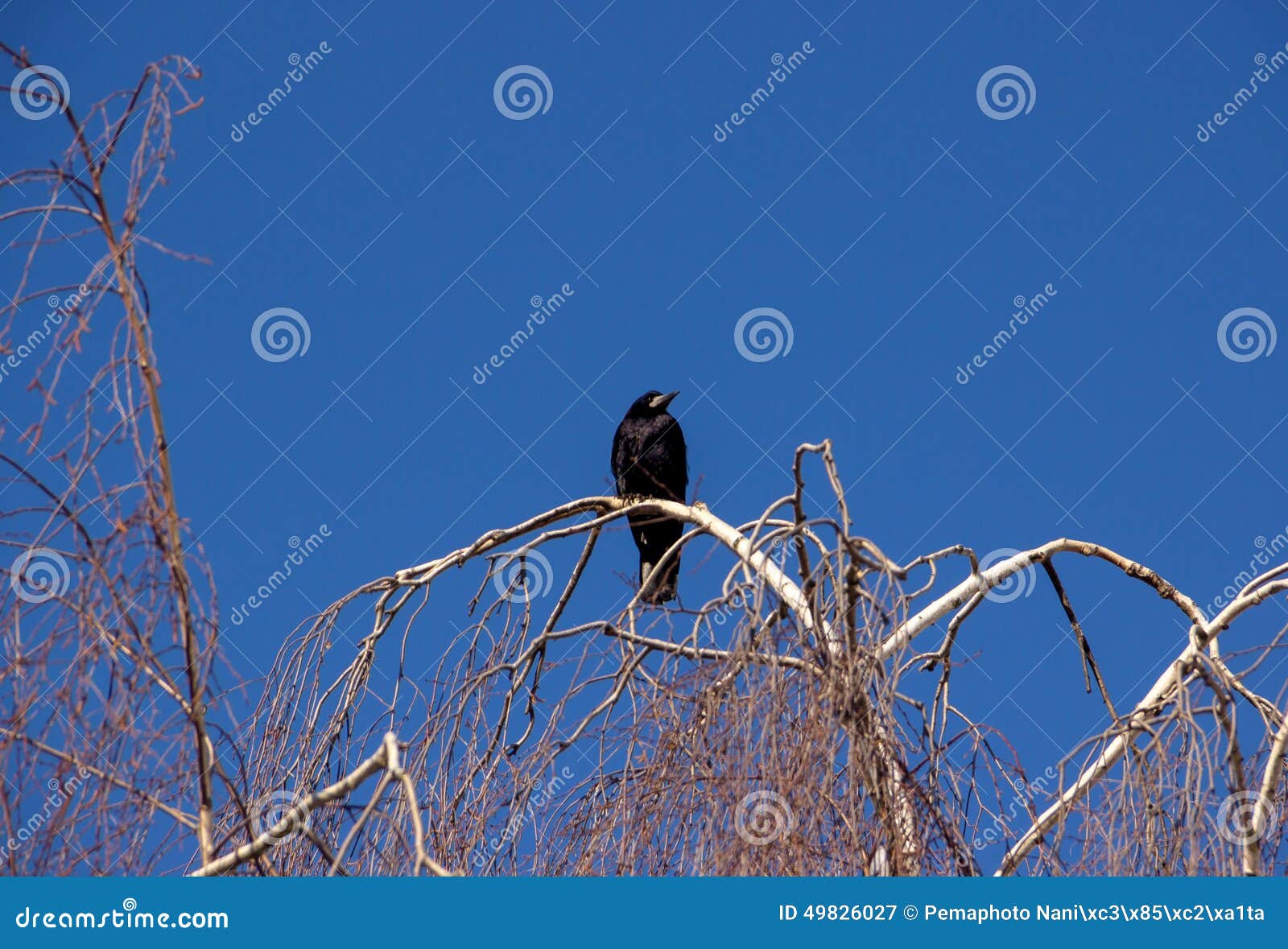 Raven on Tree stock image. Image of feather, branch, black - 49826027