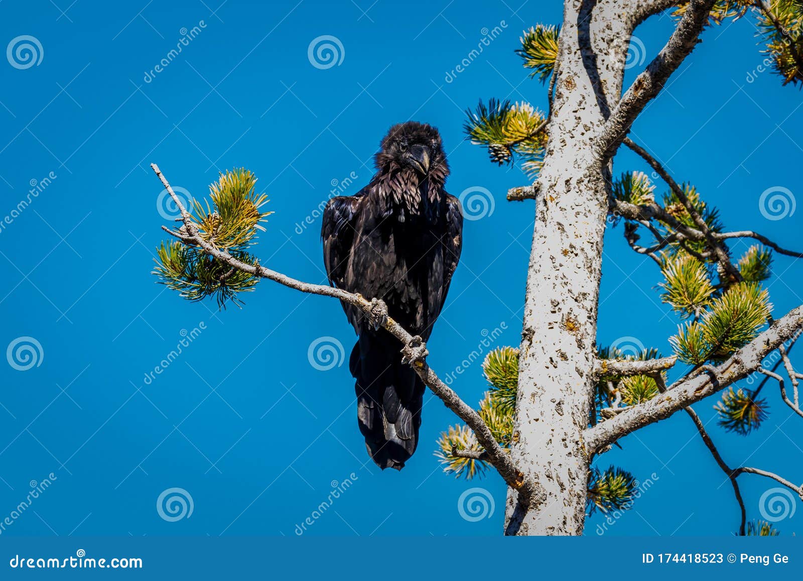 Raven on tree branch stock image. Image of birds, states - 174418523