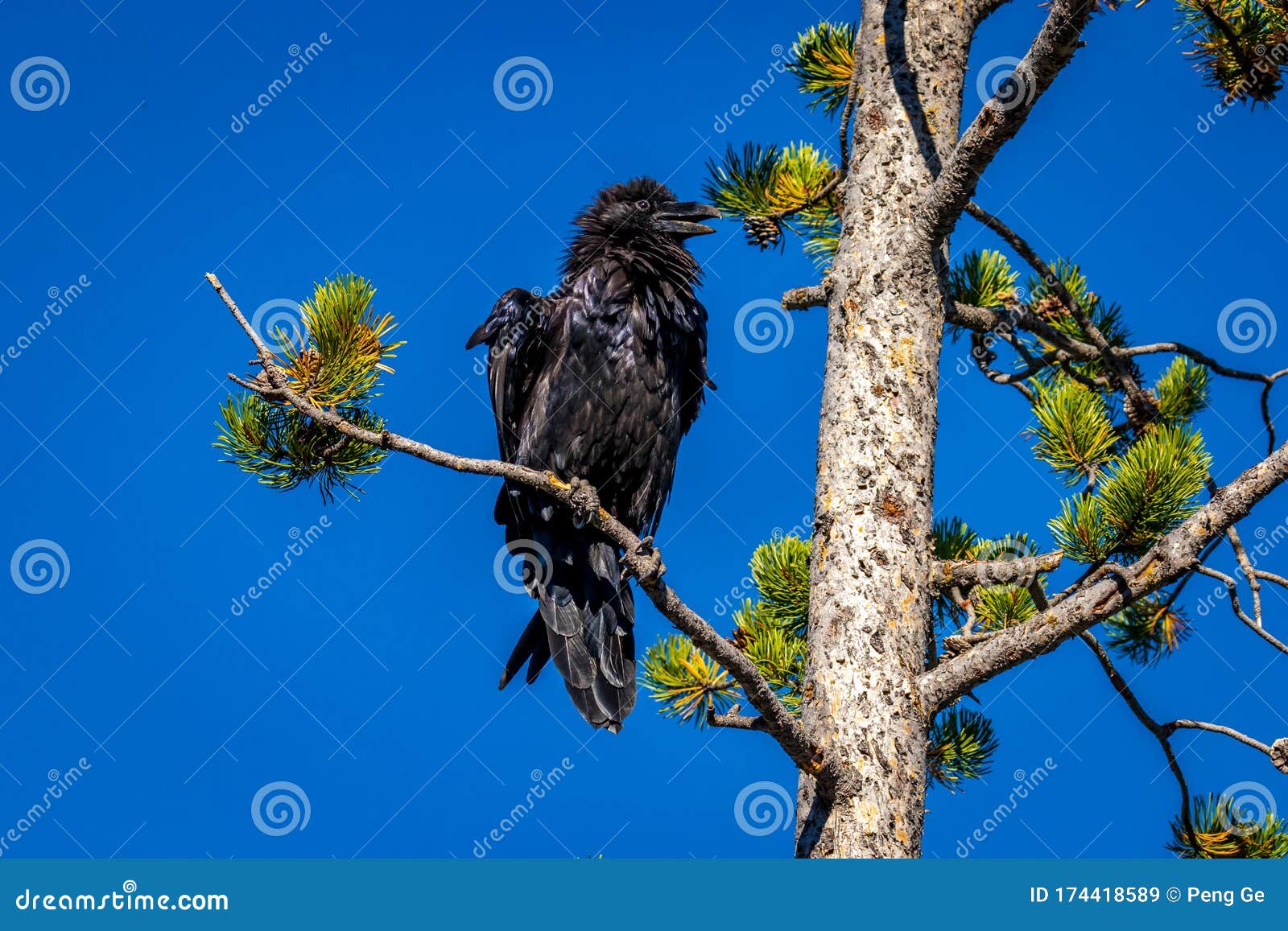 Raven on tree branch stock image. Image of america, animals - 174418589