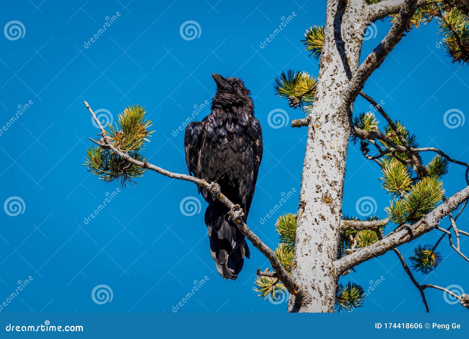 Raven on tree branch stock photo. Image of horizontal - 174418606