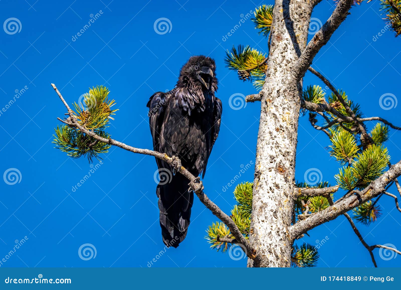 Raven on tree branch stock image. Image of corvus, horizontal - 174418849