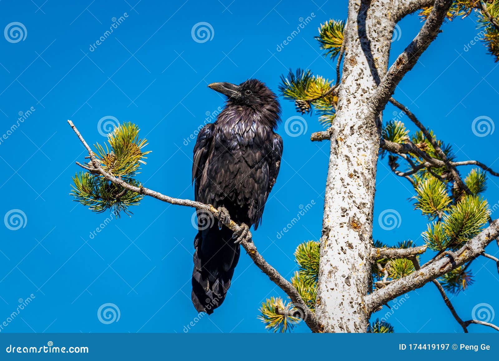 Raven on tree branch stock image. Image of raven, tree - 174419197