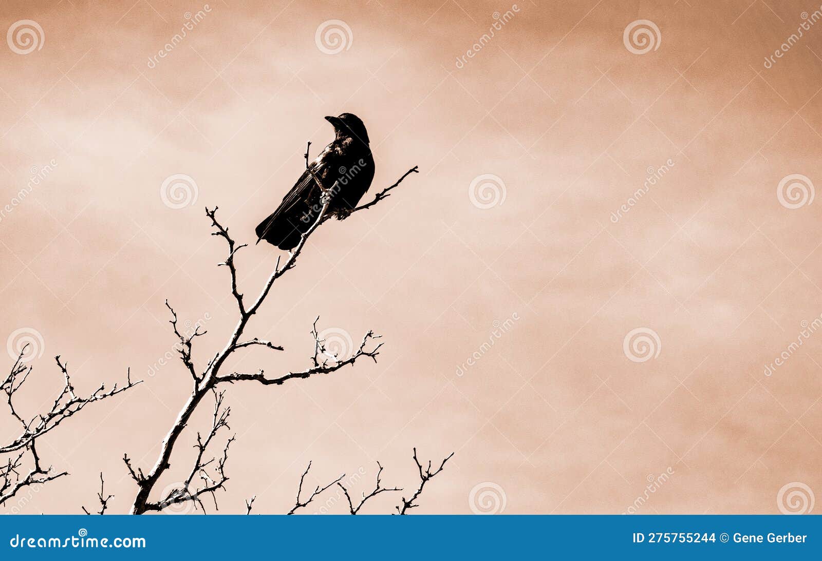 Raven on Tree Branch stock photo. Image of gray, beauty - 275755244