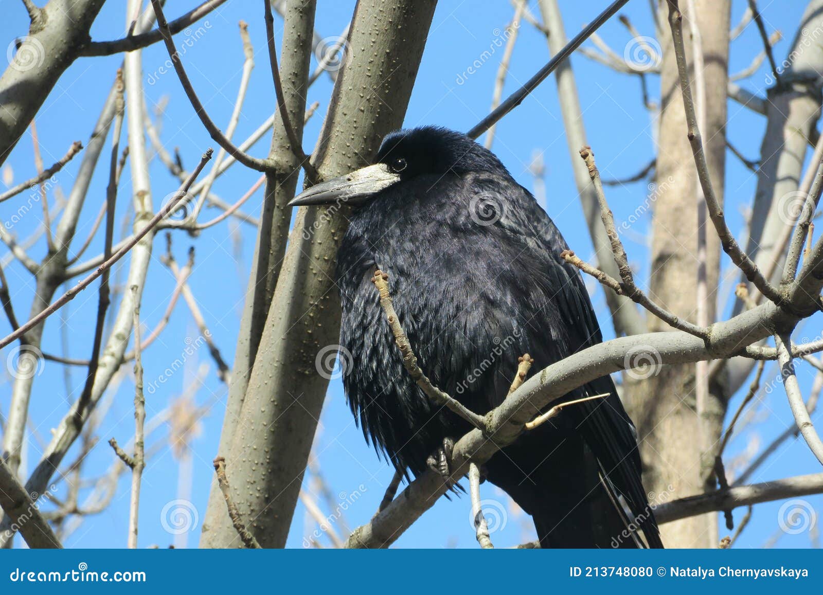 Raven on the tree, closeup stock photo. Image of crow - 213748080