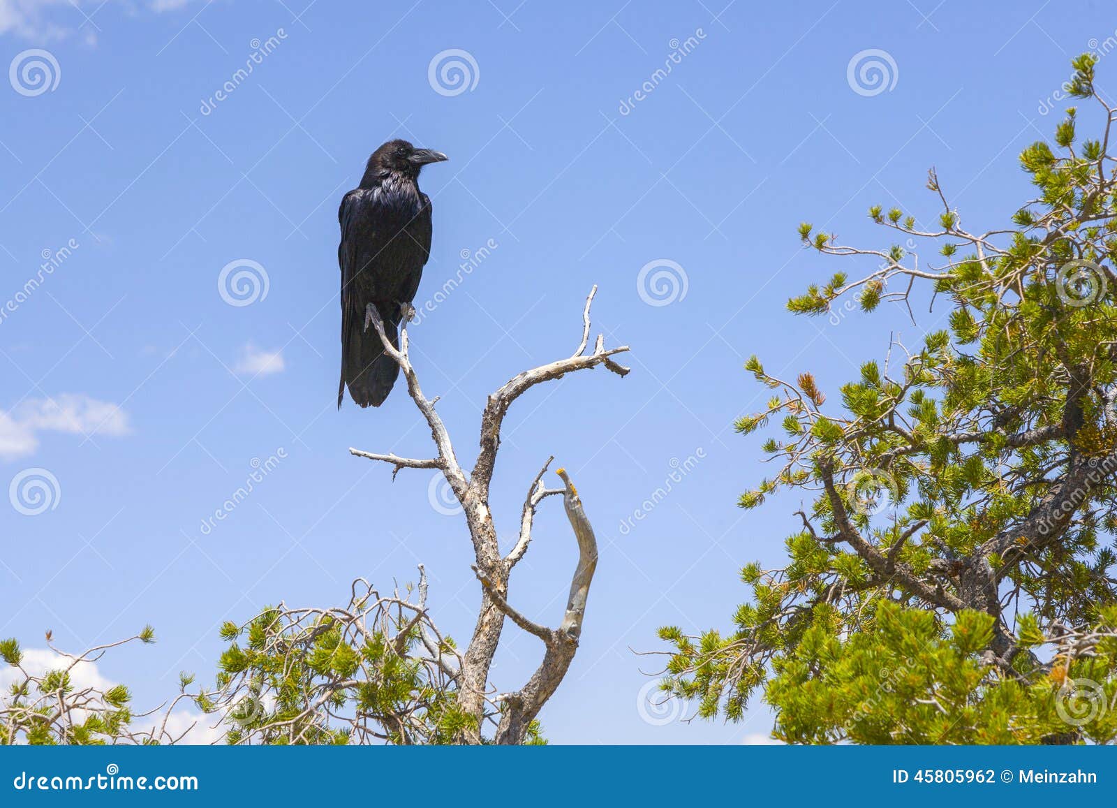 Raven on a Tree in the Grand Canyon Stock Photo - Image of animal, bird ...