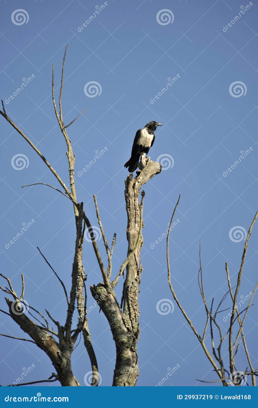 Raven on tree stock image. Image of raven, africa, trunk - 29937219