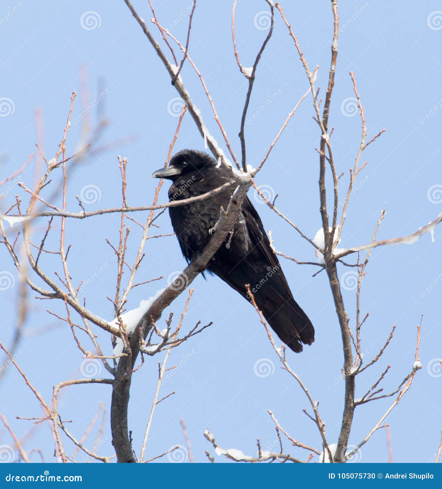 Raven in the tree stock photo. Image of environment - 105075730