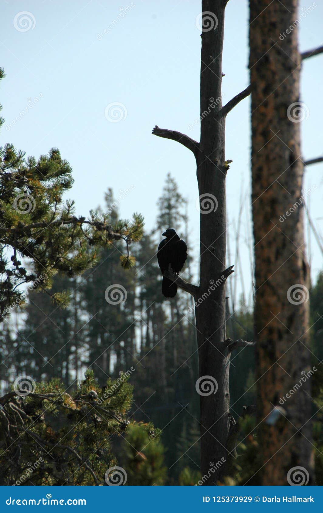 Raven in a tree stock image. Image of trees, forest - 125373929