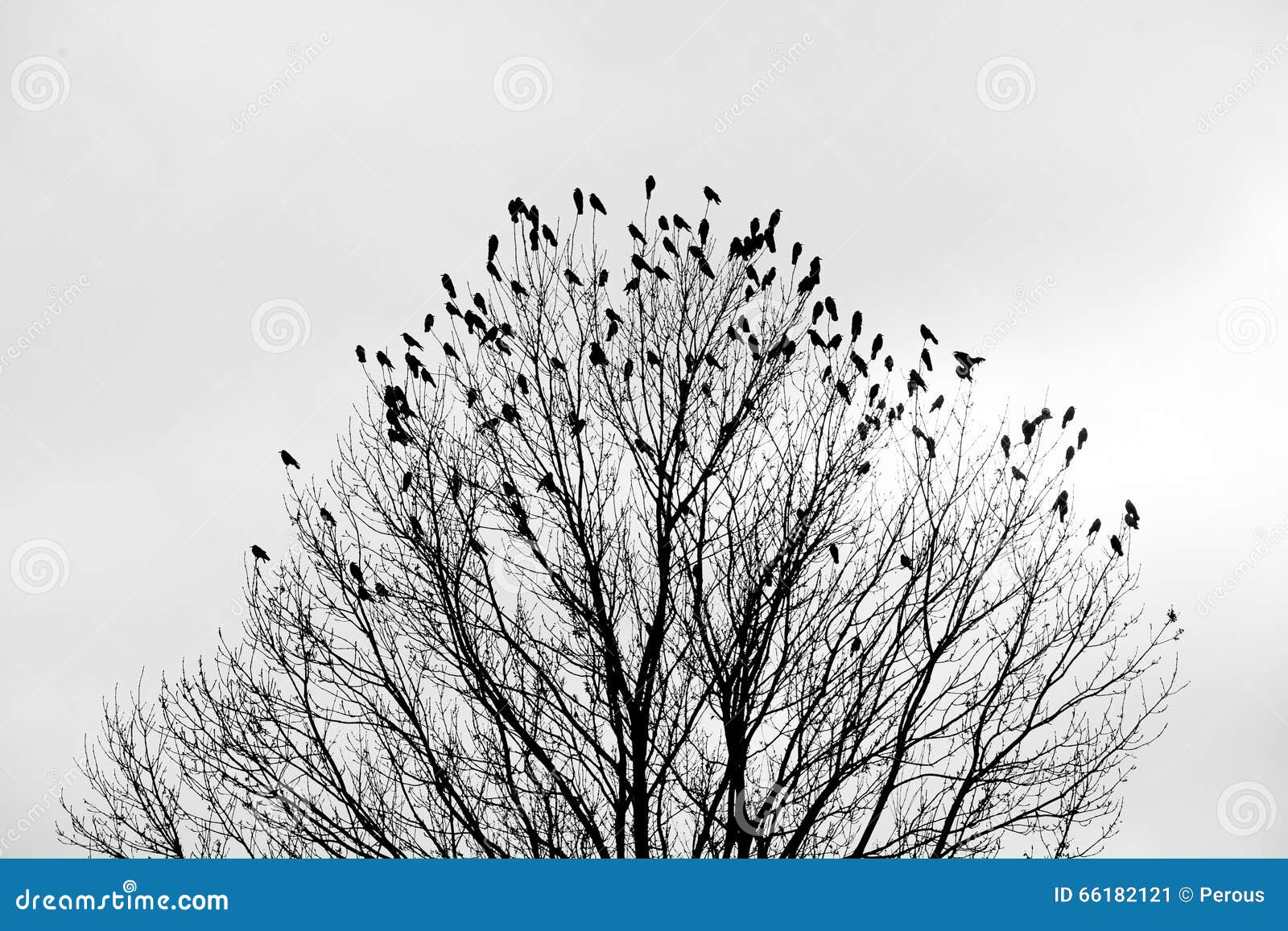 Raven on the tree stock image. Image of black, crow, group - 66182121
