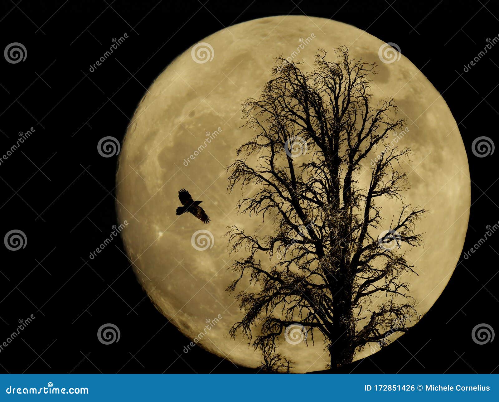 Raven and Tree Silhouetted by a Full Moon Stock Photo - Image of orange ...