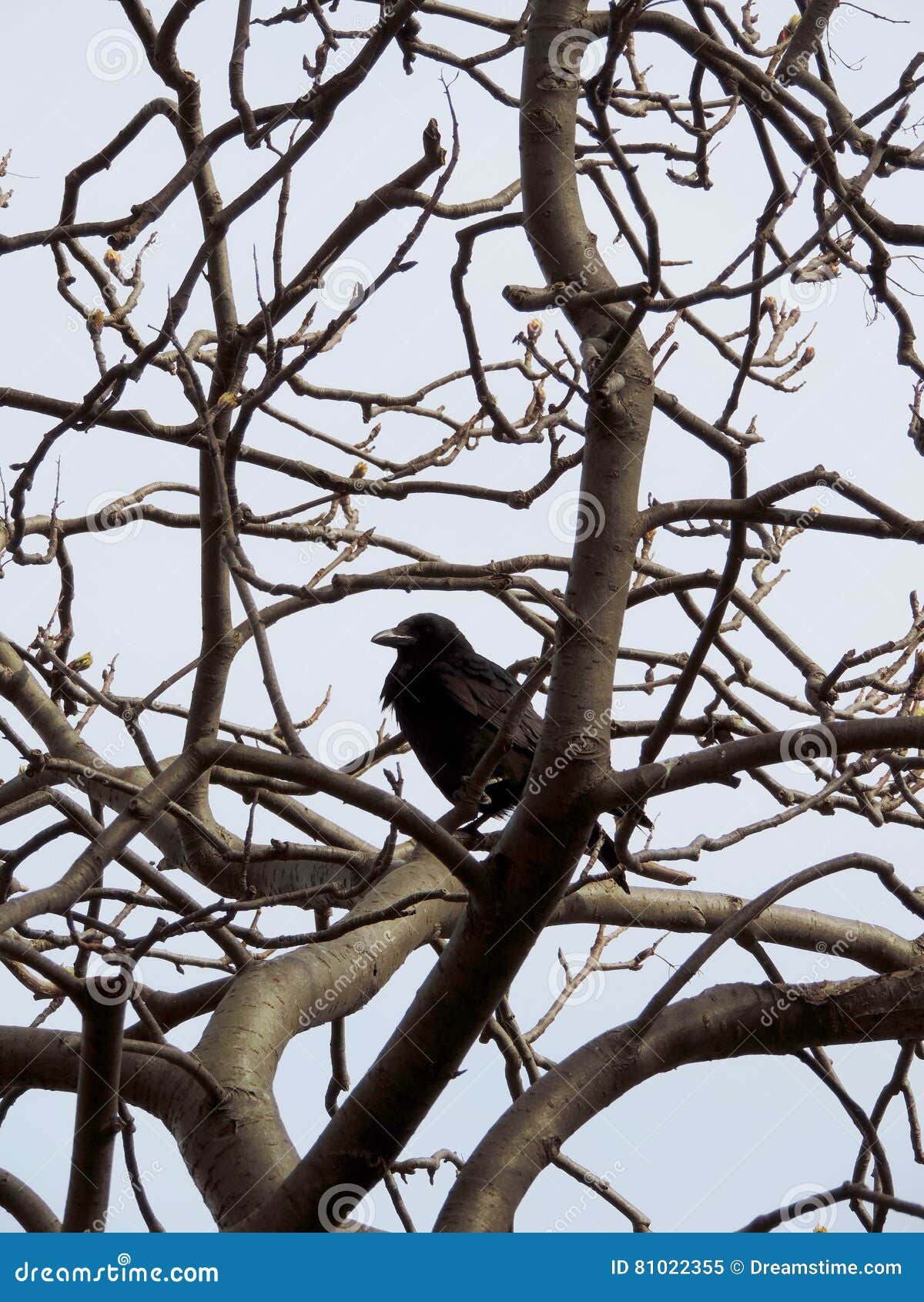 Raven in a Tree stock image. Image of interesting, haunting - 81022355