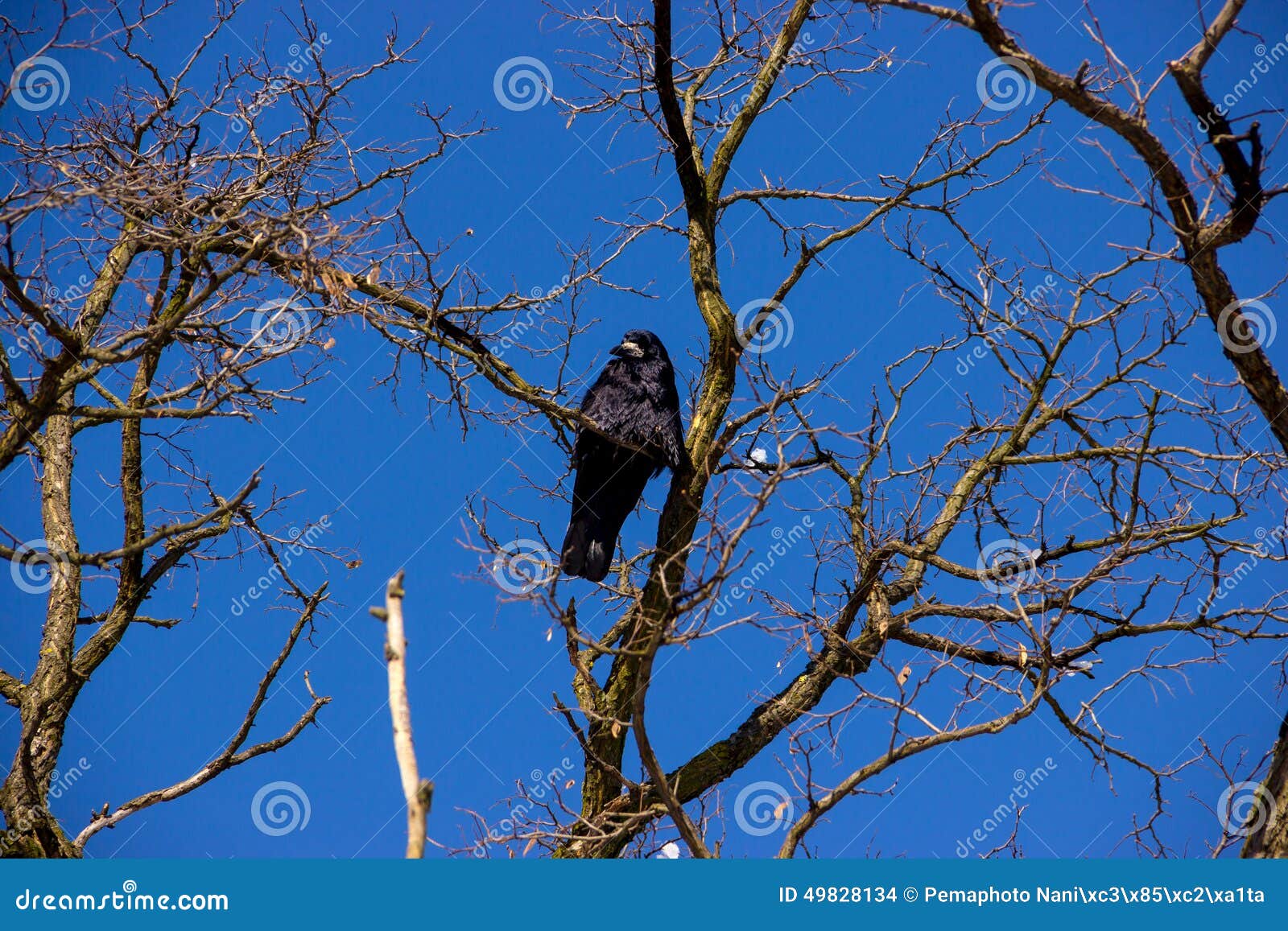 Raven on Tree stock photo. Image of flying, railroad - 49828134